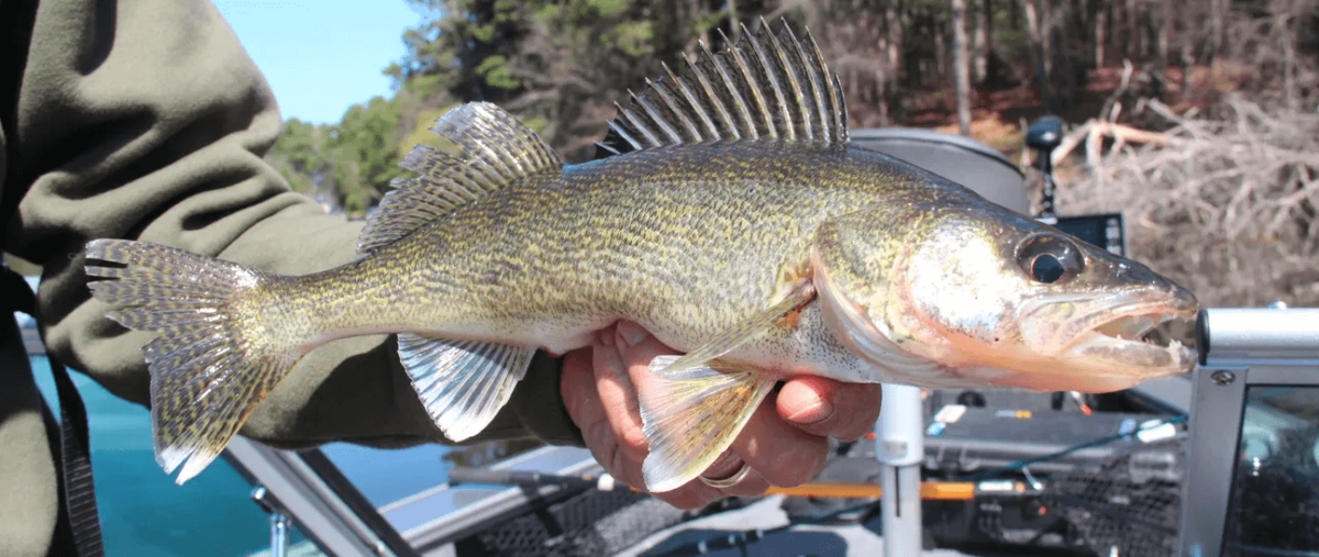 Wisconsin walleye print of the year