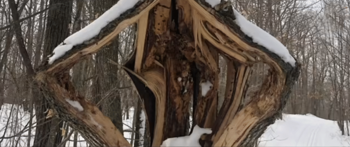 Exploding Trees: A Drink Wisconsinbly Investigation